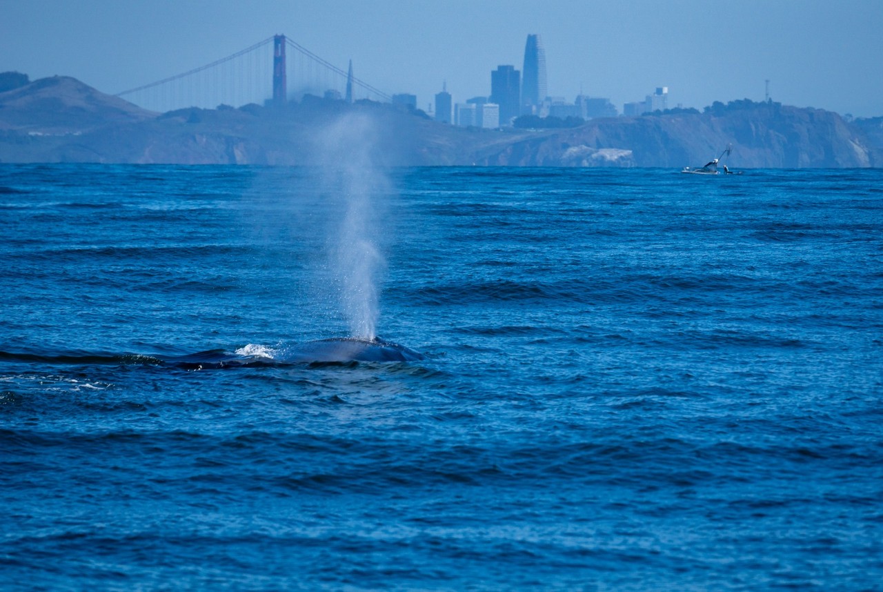 5 Ethical Whale Watching Tours in the US | Mindful Escapes